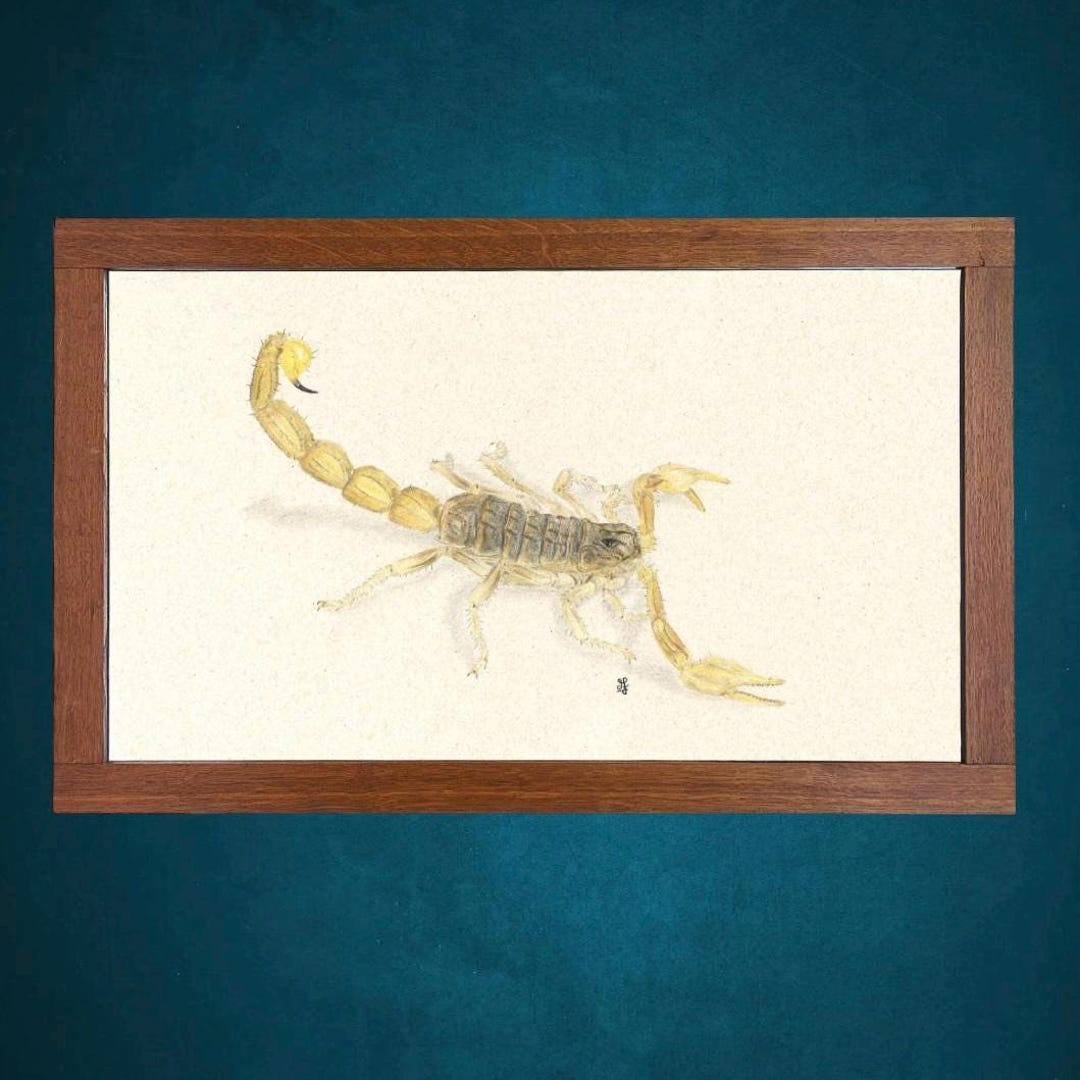 Languedoc Scorpion Illustration - Etsy