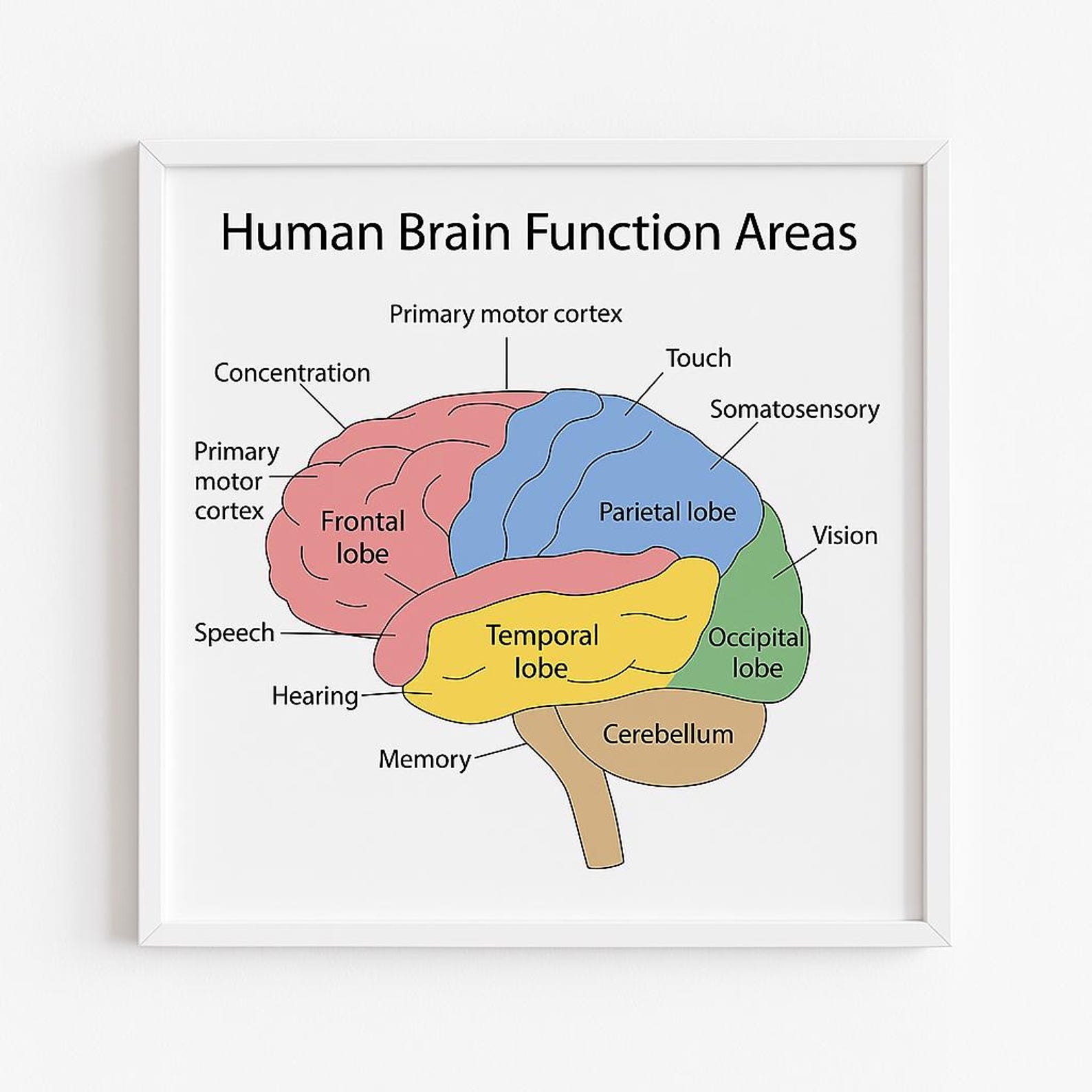 Brain Zones Wall Art | Mental Health | Trauma | Fight or Flight ...