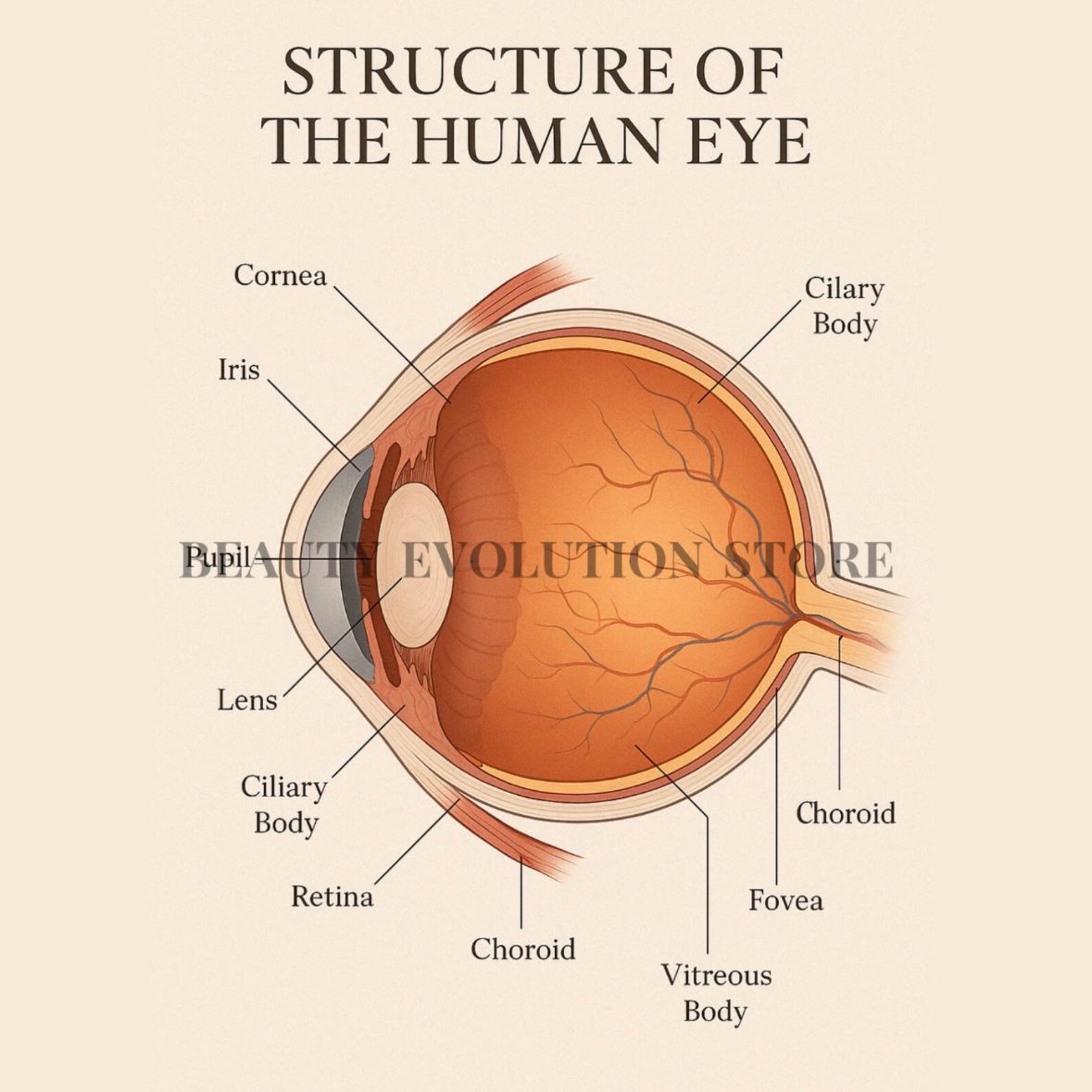 Human Eye Anatomy Poster | Structure of the Eye Educational Wall Art ...
