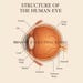 Human Eye Anatomy Poster | Structure of the Eye Educational Wall Art ...