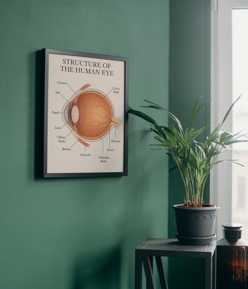 Human Eye Anatomy Poster | Structure of the Eye Educational Wall Art ...