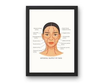 Blood Vessels the Face | Botox & Filler Injector | Facial Arteries ...