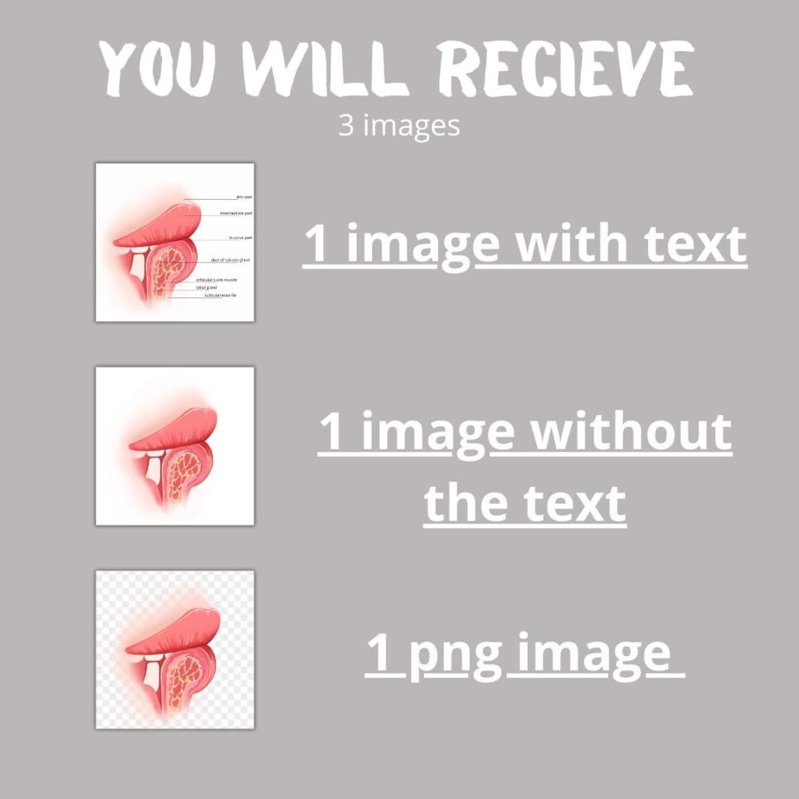 Lips Structure | Lip Anatomy Illustration | Esthetician Wall Art | Skin ...