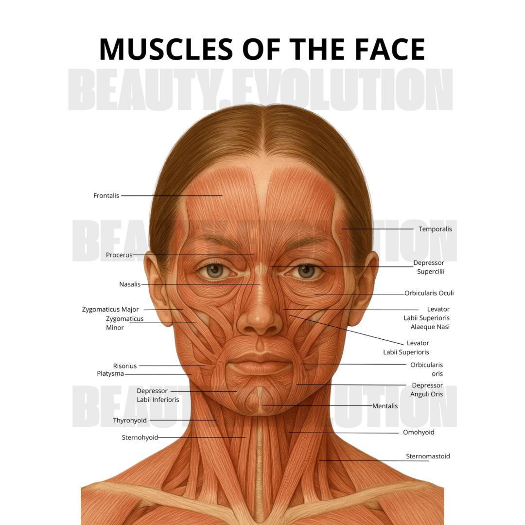 Muscles of the Face and Neck | Botox and Filler Injector | Anatomy ...