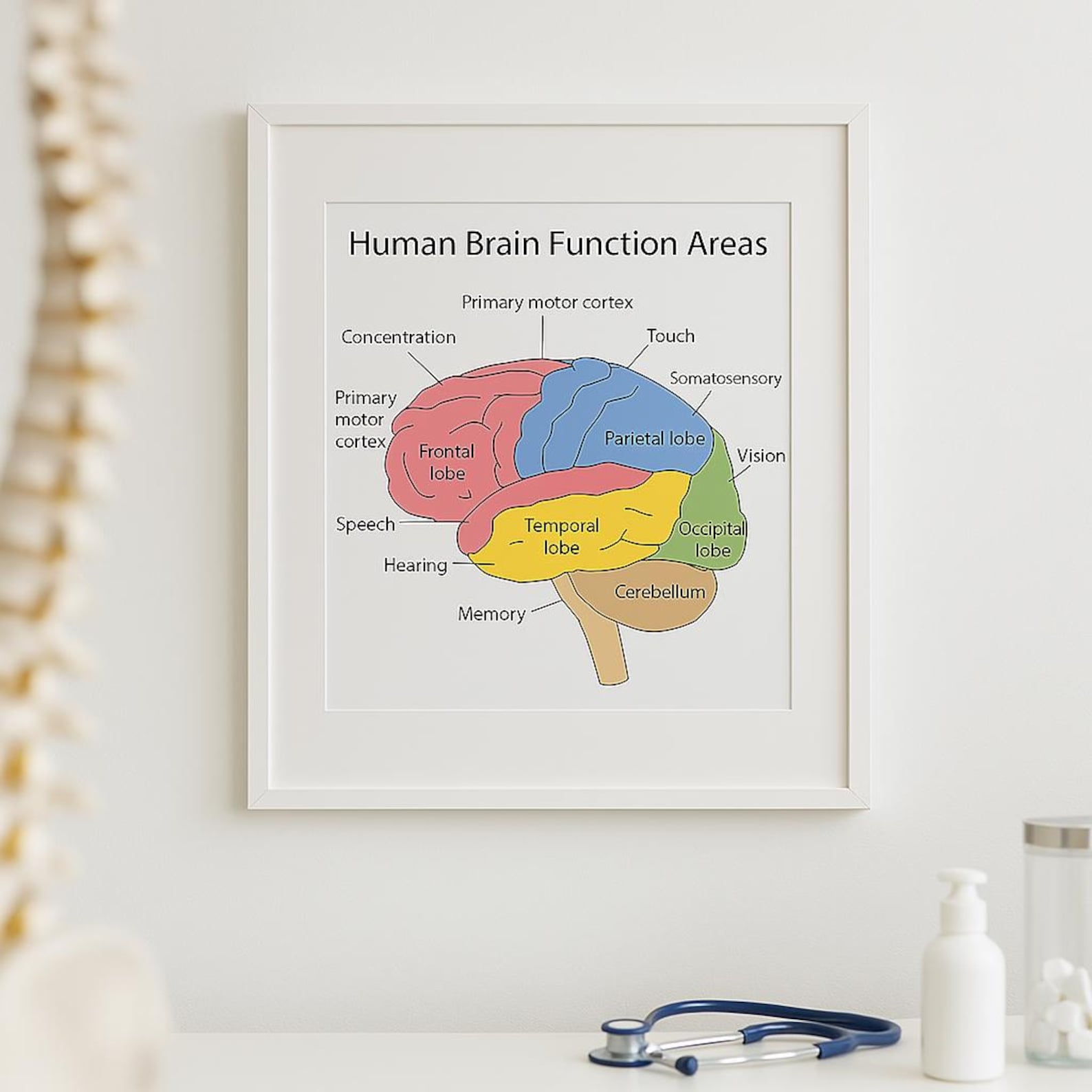 Human Brain Anatomy Poster, Brain Lobe Functions Digital Download ...