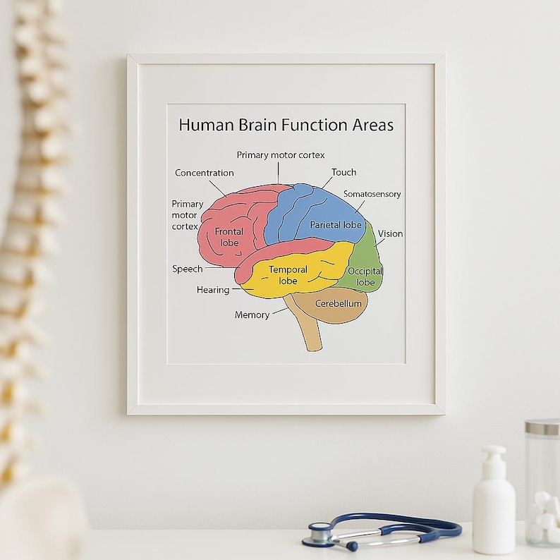 Brain Zones Wall Art | Mental Health | Trauma | Fight or Flight ...