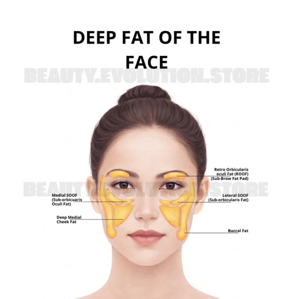 Deep Fat Pads the Face | Botox & Filler Injector | Anatomy | Art ...