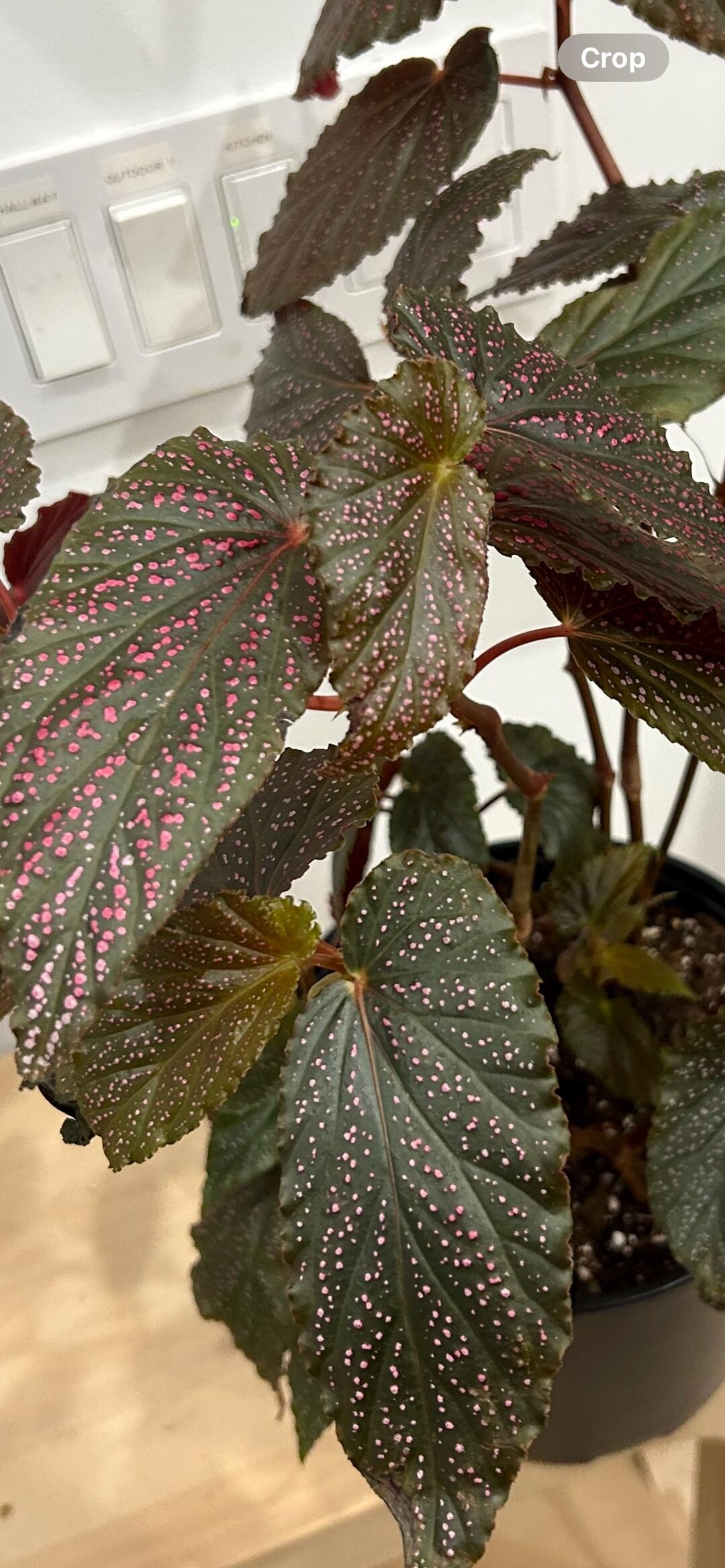 Begonia Maculata pink Spots unrooted Cuttings/rare - Etsy