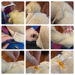 Chicken Duck Turkey Goose Chick Duckling Poult Gosling Diaper - Etsy
