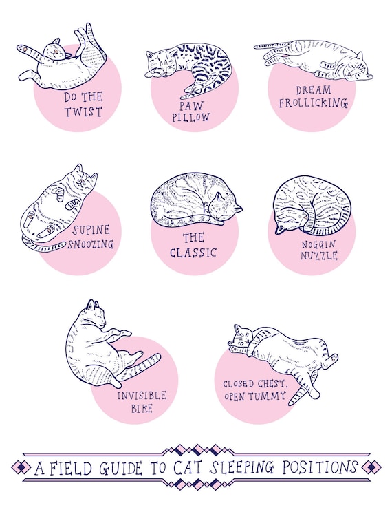 21 Cat Sleeping Positions Explained (With Pictures) Catster, 43% OFF 21 Cat Sleeping Positions Explained (With Pictures) Catster, 43% OFF