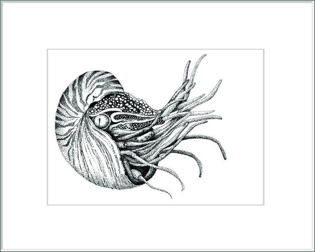 Nautilus, Black and White Ink, Stippling, Pointalism, Underwater, Ocean ...
