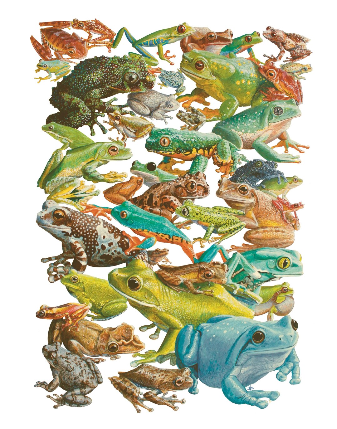 Treefrogs of the World - Art Print by Noah Bounds - Etsy