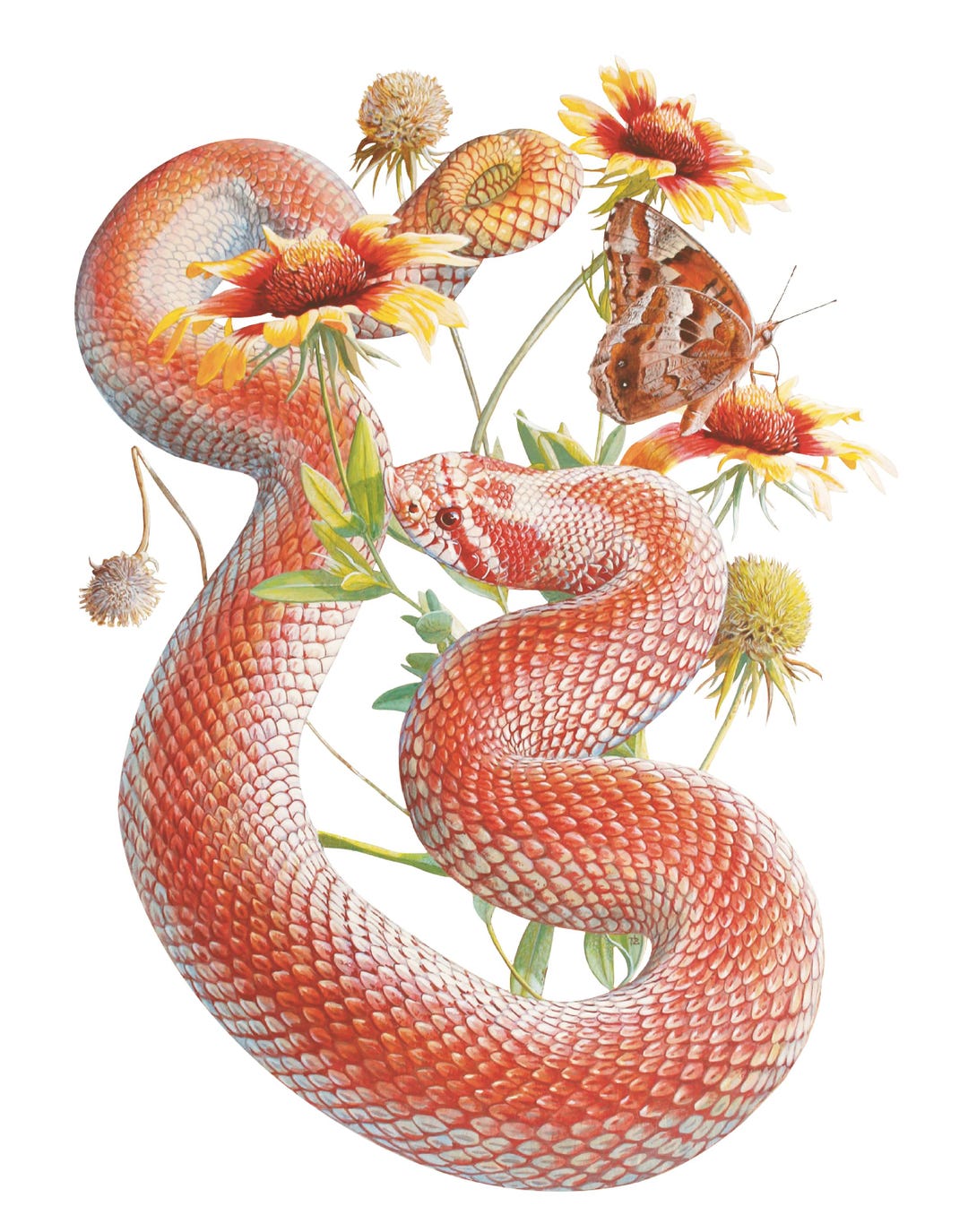 Western Hognose Snake (heterodon Nasicus) Fine Art Print - Etsy
