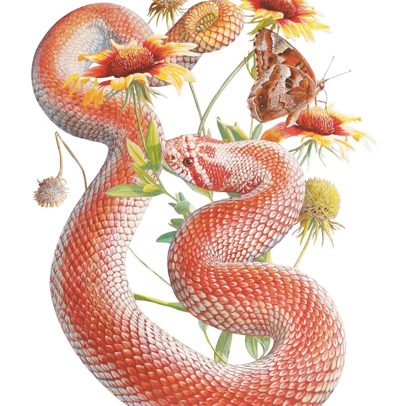 Snake Wall Art - Etsy