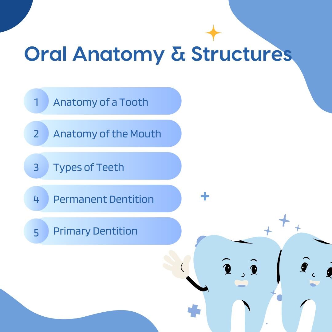 Digital Download Oral Anatomy Study Notes - Etsy