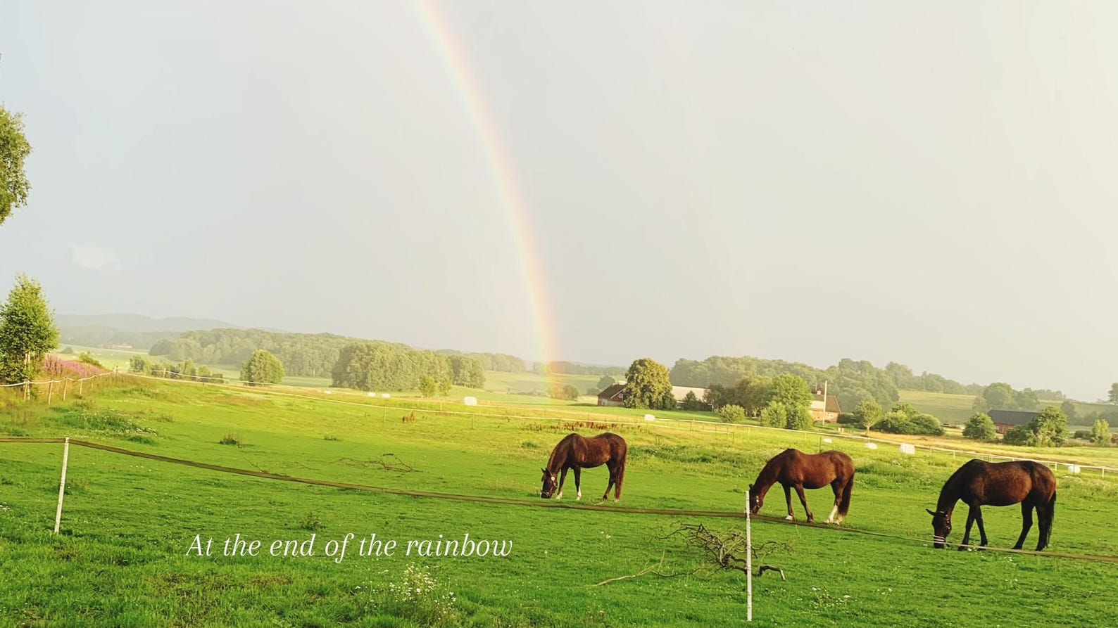 Rainbow Horse Digital Download Wallpaper - Etsy