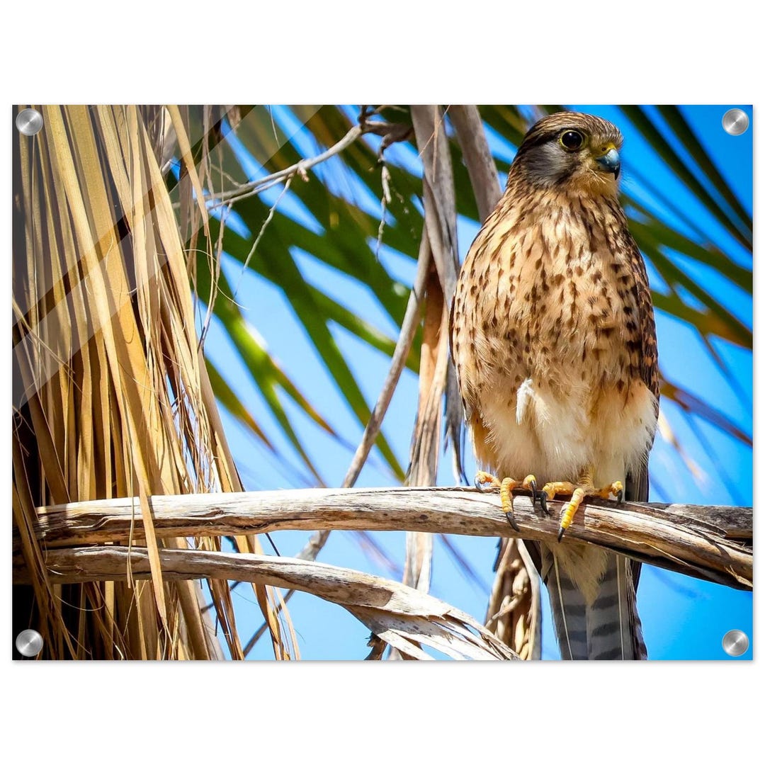 Beautiful Acrylic Print of a Kestrel – Breathtaking Wildlife ...