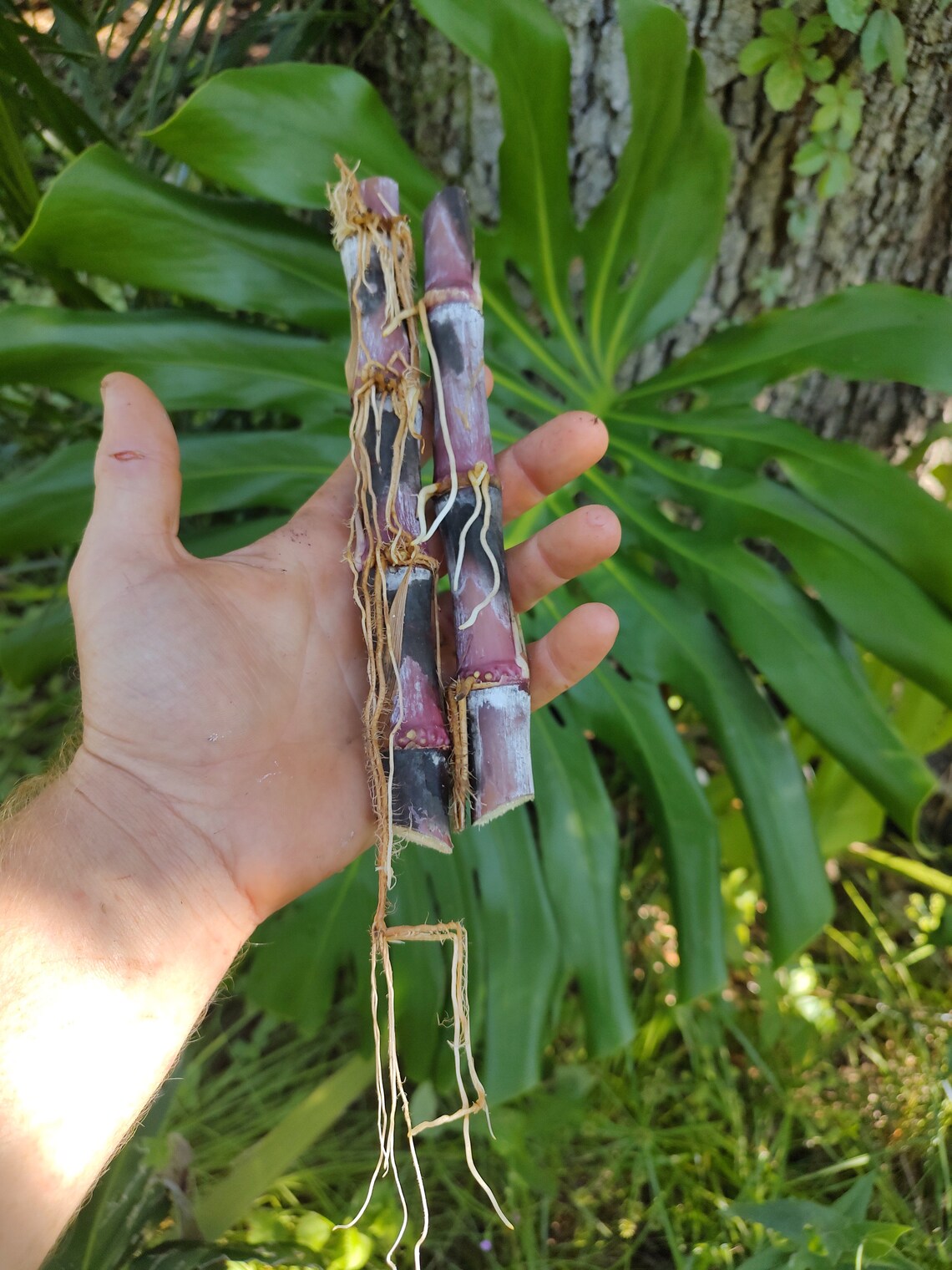 Red Napier Grass Cuttings fast Growing Mulch or Animal Feed - Etsy