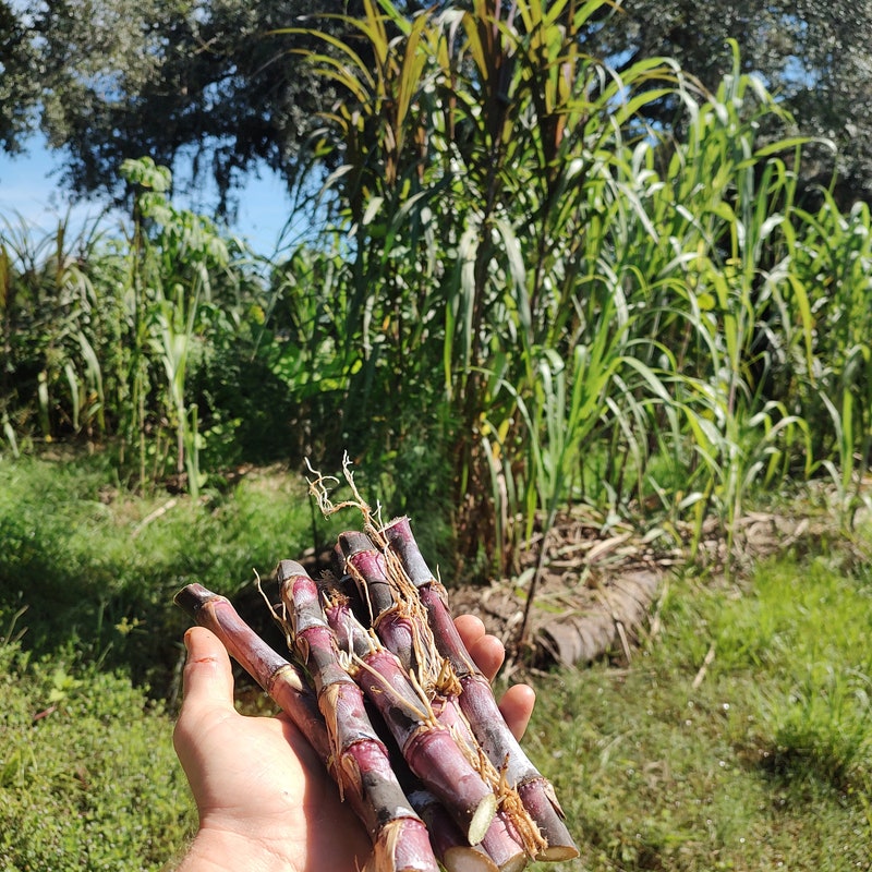 Napier Tree Planting - Etsy