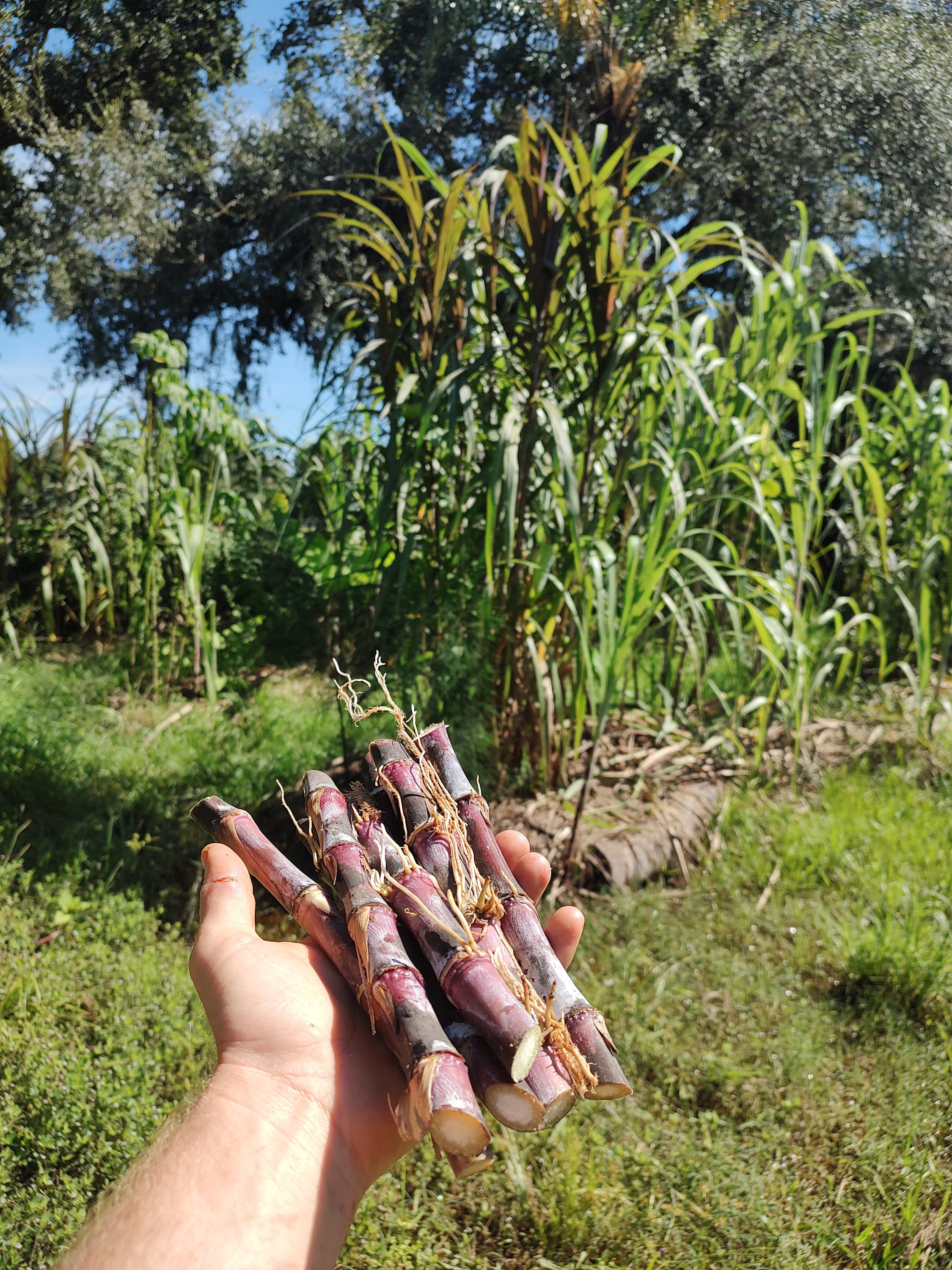 Red Napier Grass Cuttings (fast Growing Mulch or Animal Feed) - Etsy