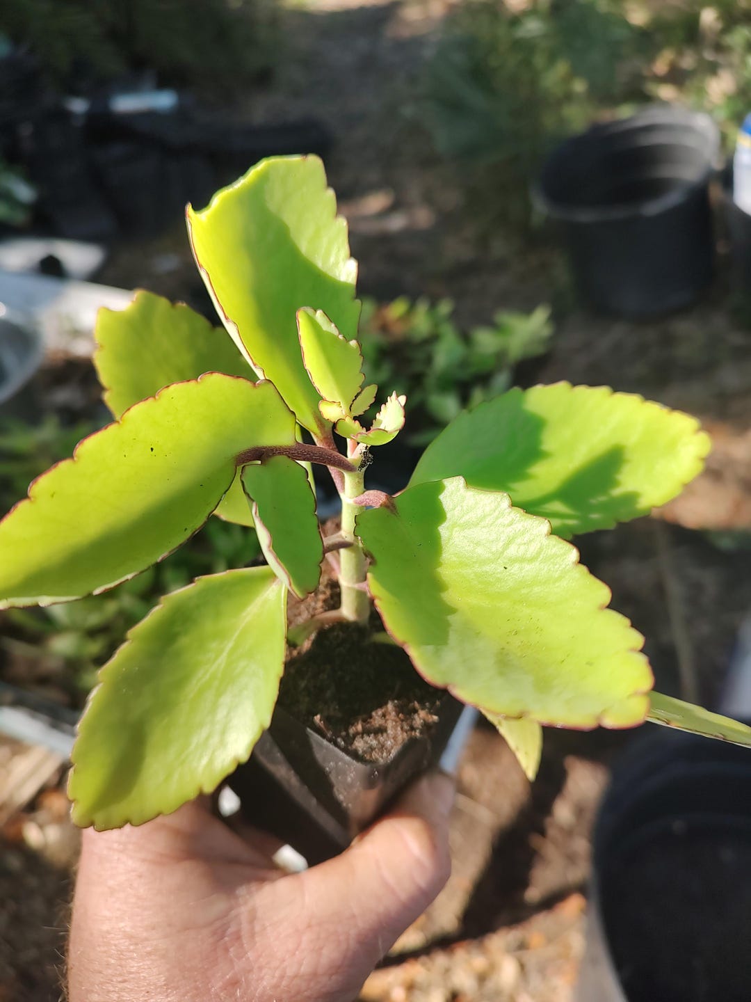 Leaf of Life - Etsy