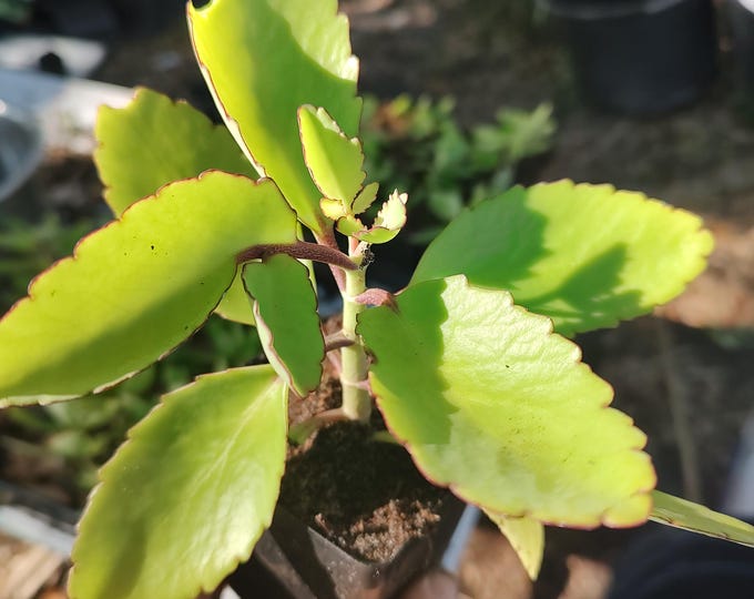 Red Napier Grass Cuttings (fast Growing Mulch or Animal Feed) - Etsy