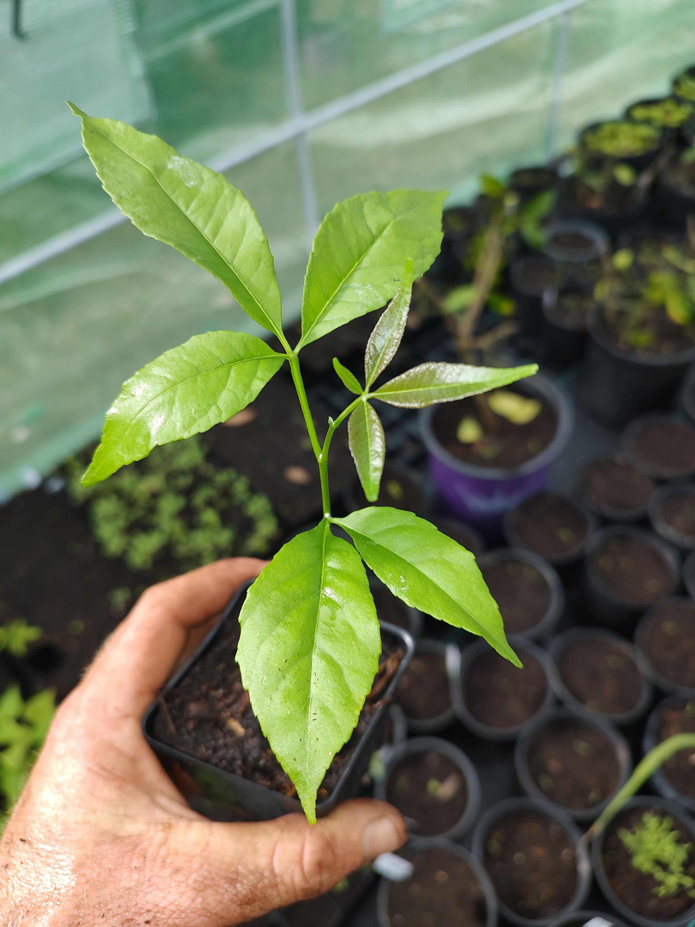White Sapote (mexican Apple) Seedling - Etsy