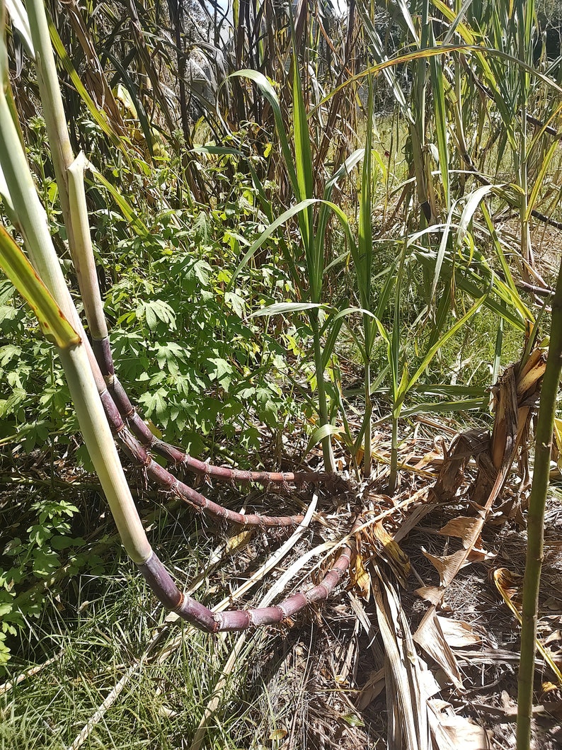 Red Sugar Cane Rooted Node - Etsy