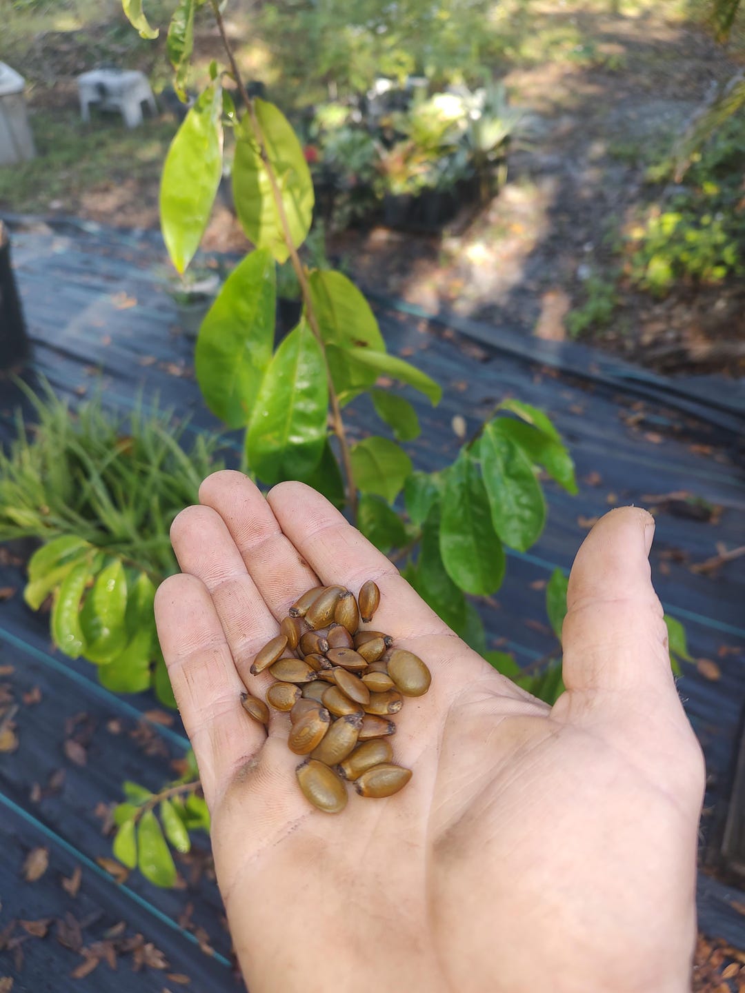 Sour Sop Seeds (guanabana) - Etsy