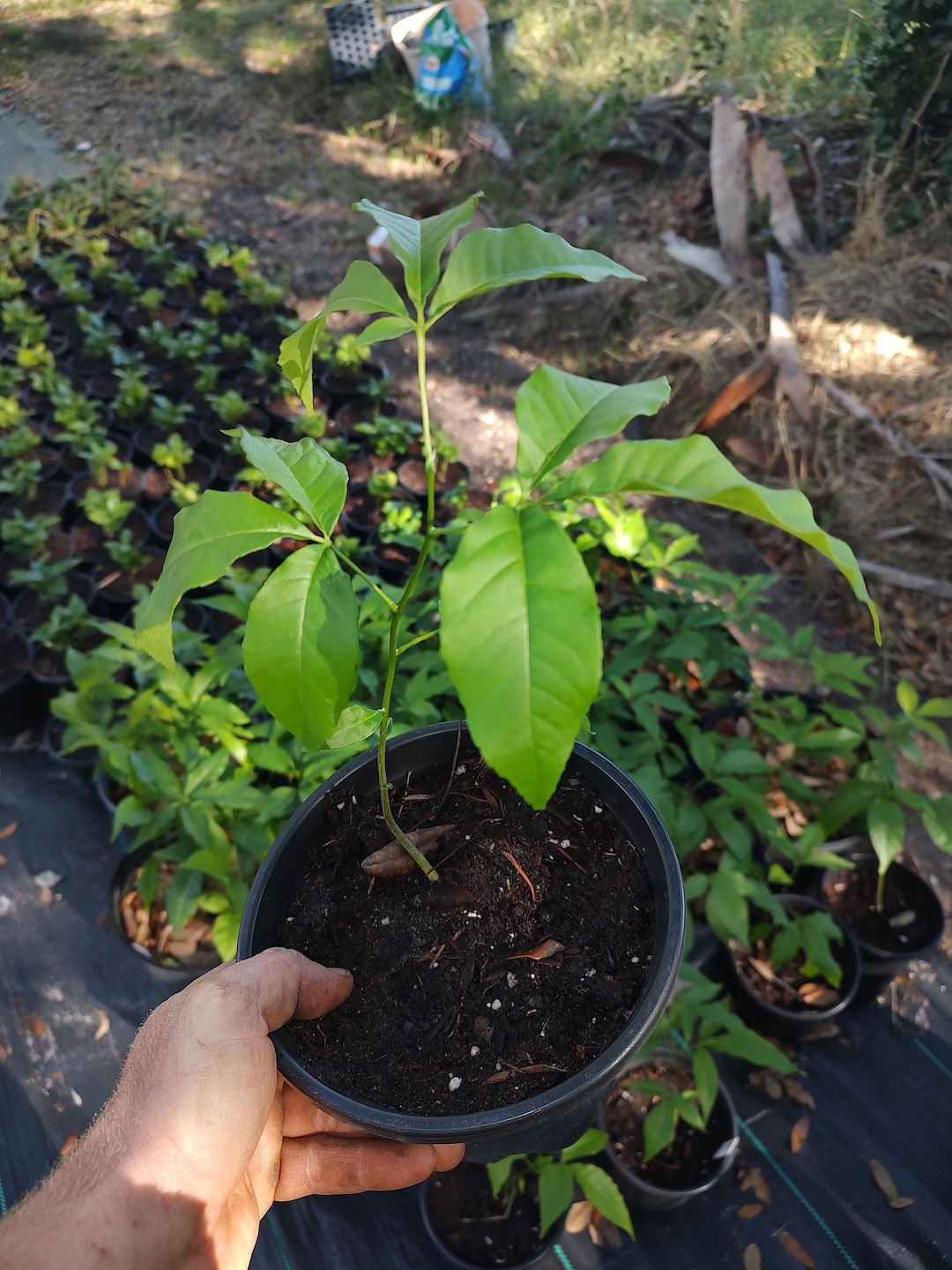 White Sapote (mexican Apple) Seedling- 1 Gallon Pot. - Etsy