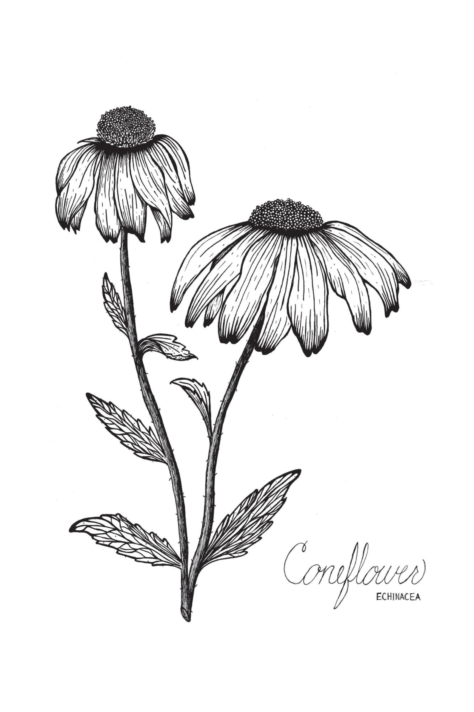 Coneflower Print: Original Ink Drawing, Wildflower Art - Etsy