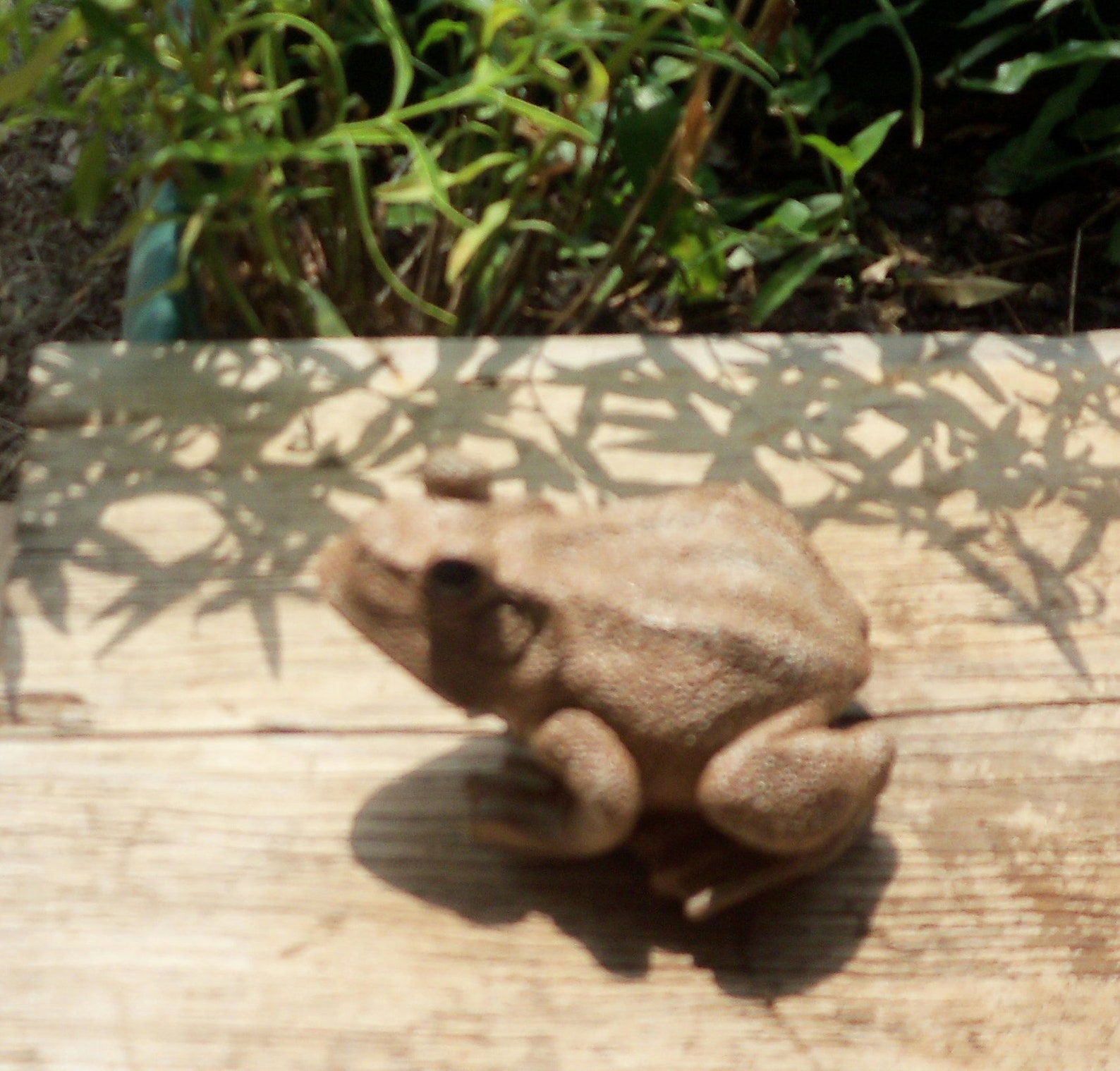 LATEX Only SMALL FROG / Toad Mold for Concrete / Cement / - Etsy