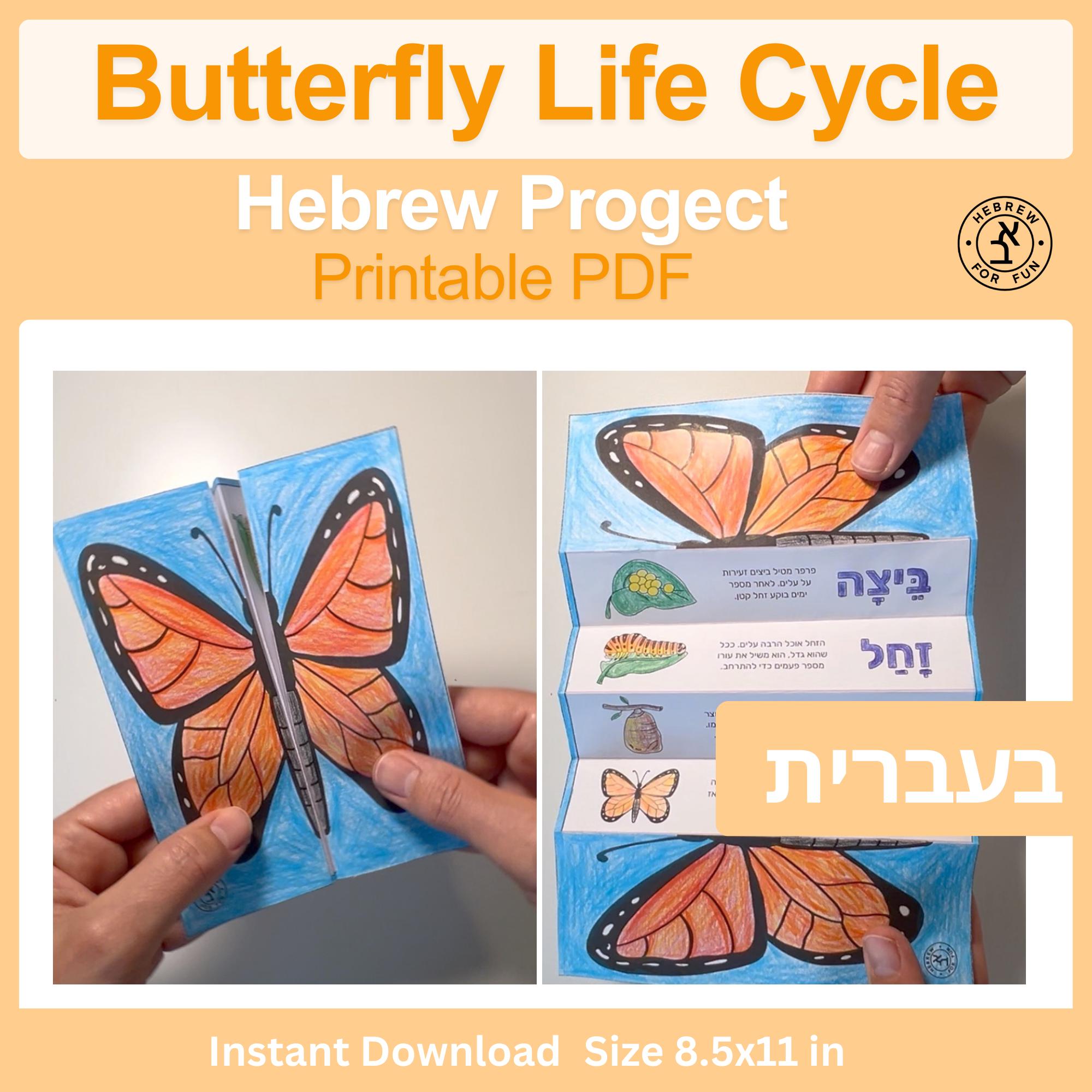 Hebrew Project Butterfly Life Cycle | Printable Hebrew Language ...