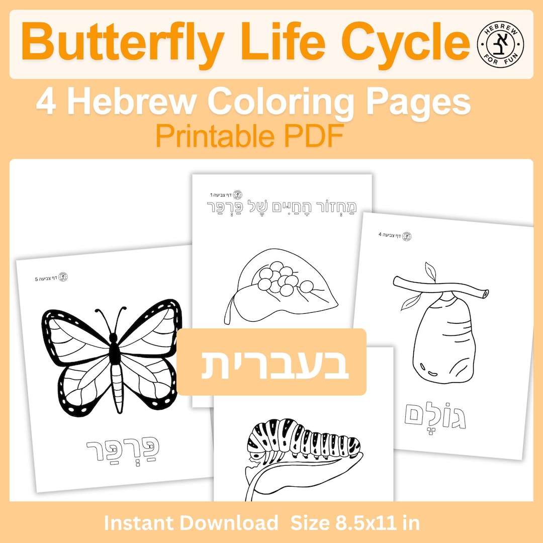 Butterfly Life Cycle Hebrew Coloring Pages | 4 Big Printable Sheets in ...