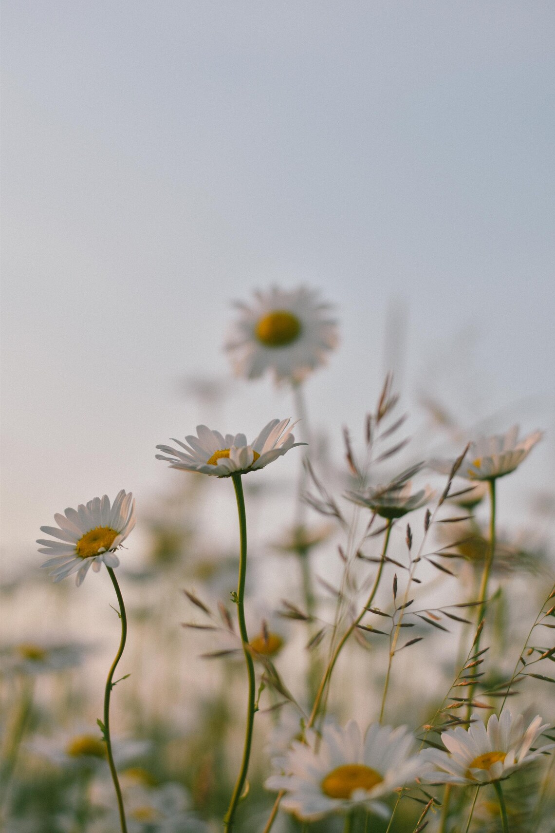 Dancing Spring Flower Daisies High Quality Fine Art Photography Digital ...