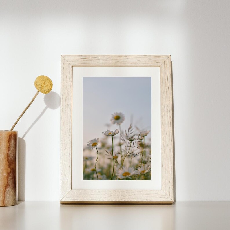 Dancing Spring Flower Daisies High Quality Fine Art Photography Digital ...