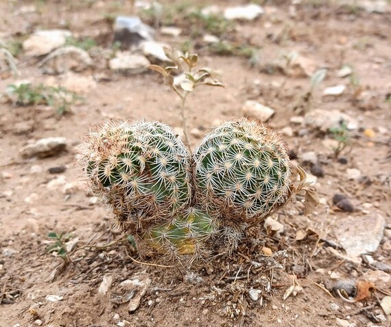 Colorado Cactus Spiny Star