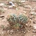 Spiny Star Cactus - Etsy