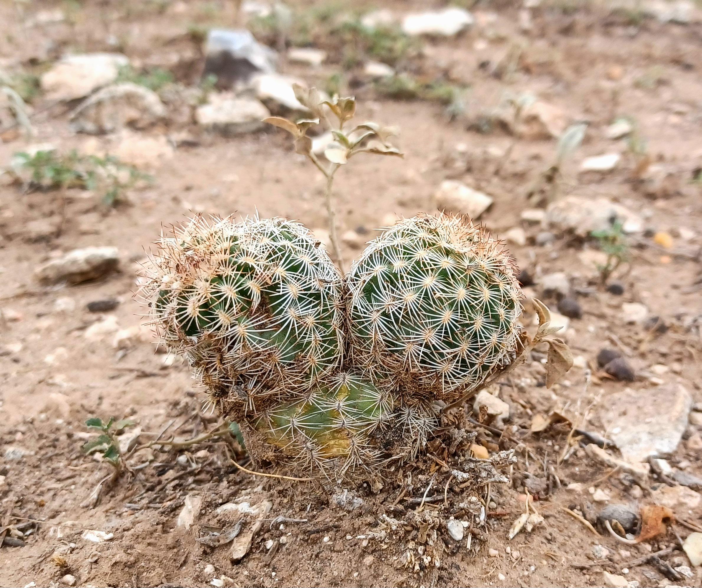 Spiny Star Cactus - Etsy
