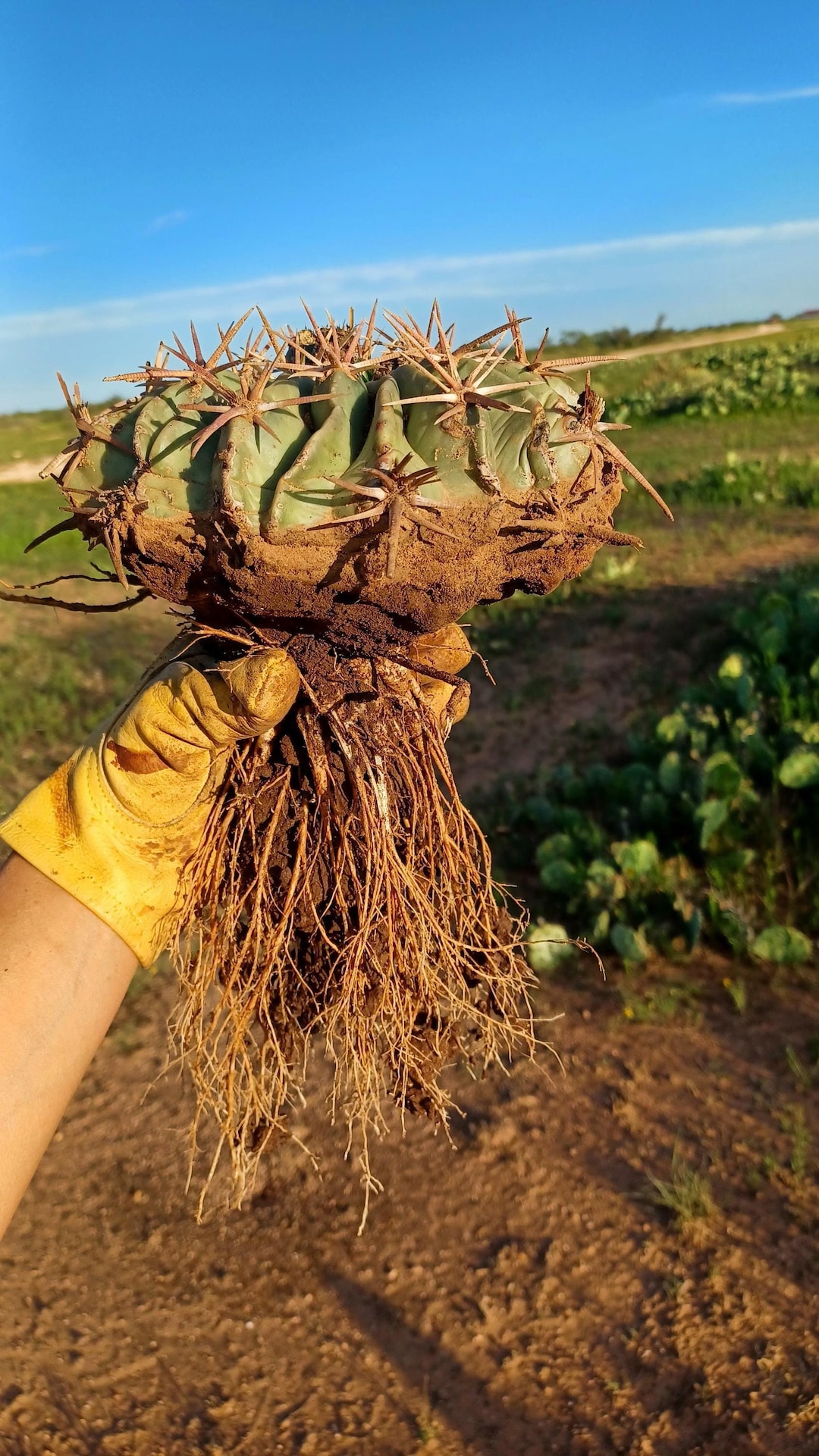 Horse Crippler (echinocactus Texensis) - Etsy