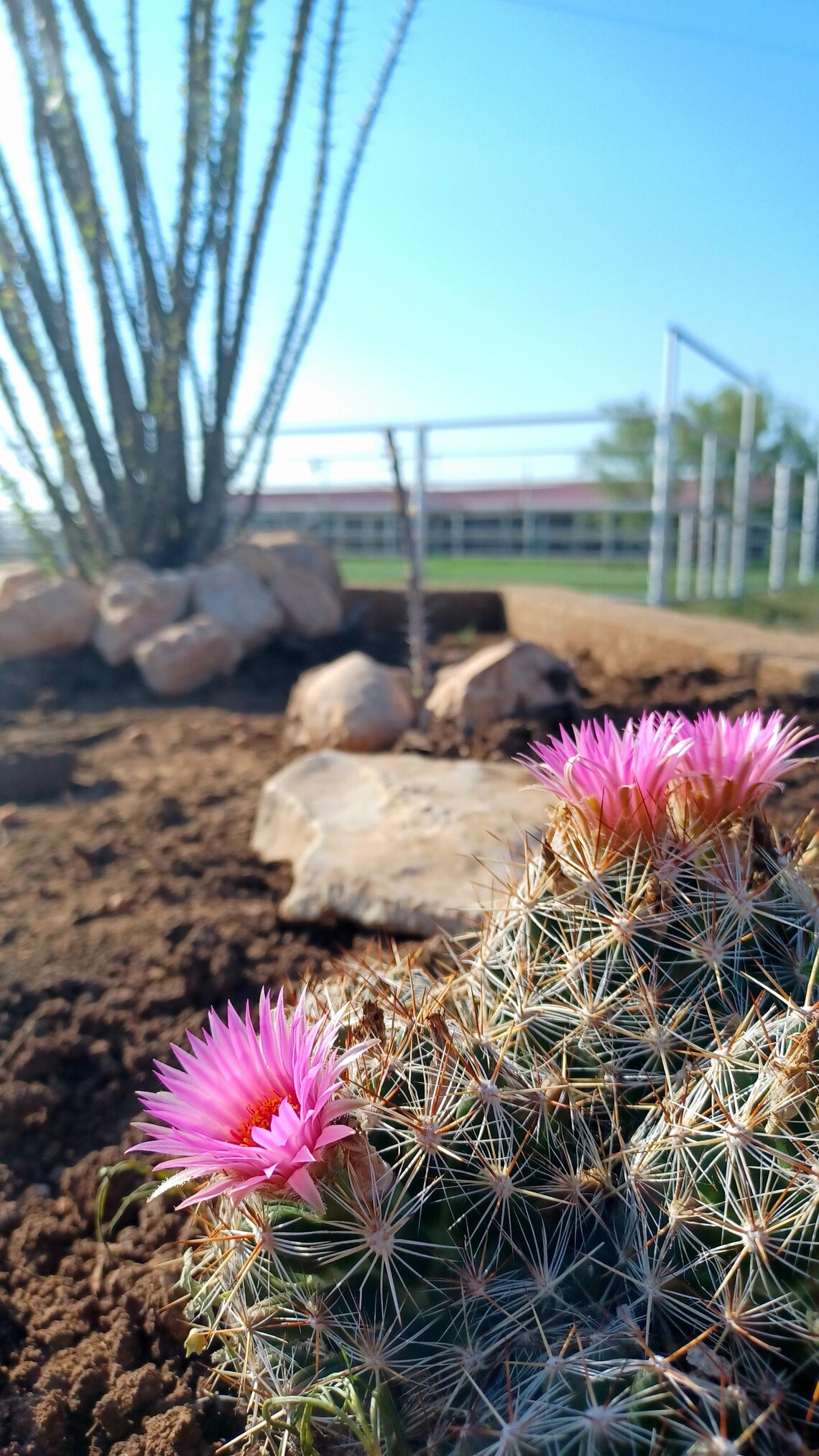 Spiny Star Cactus - Etsy
