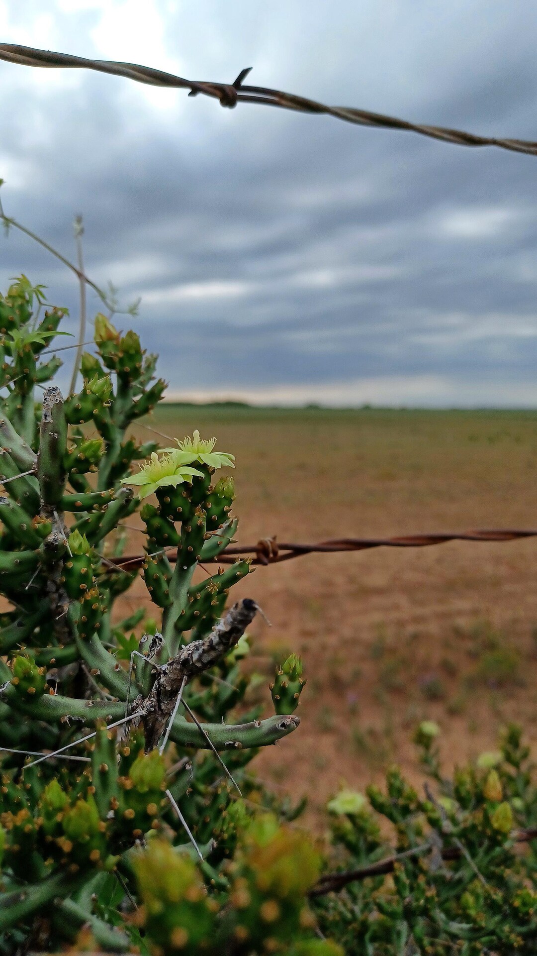 Desert Christmas Cactus - Etsy