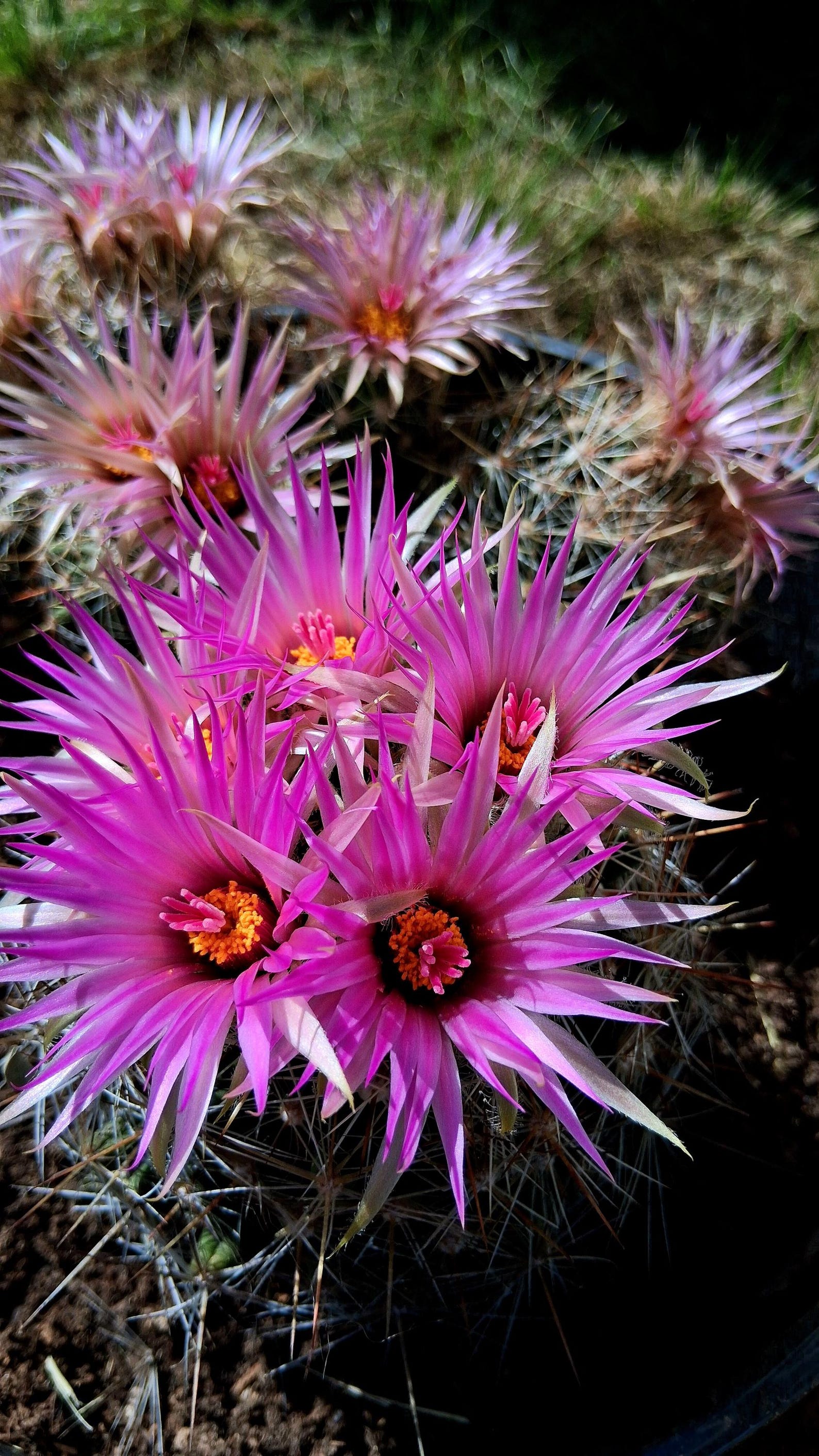 Spiny Star Cactus - Etsy