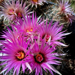 Spiny Star Cactus - Etsy