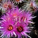 Spiny Star Cactus - Etsy