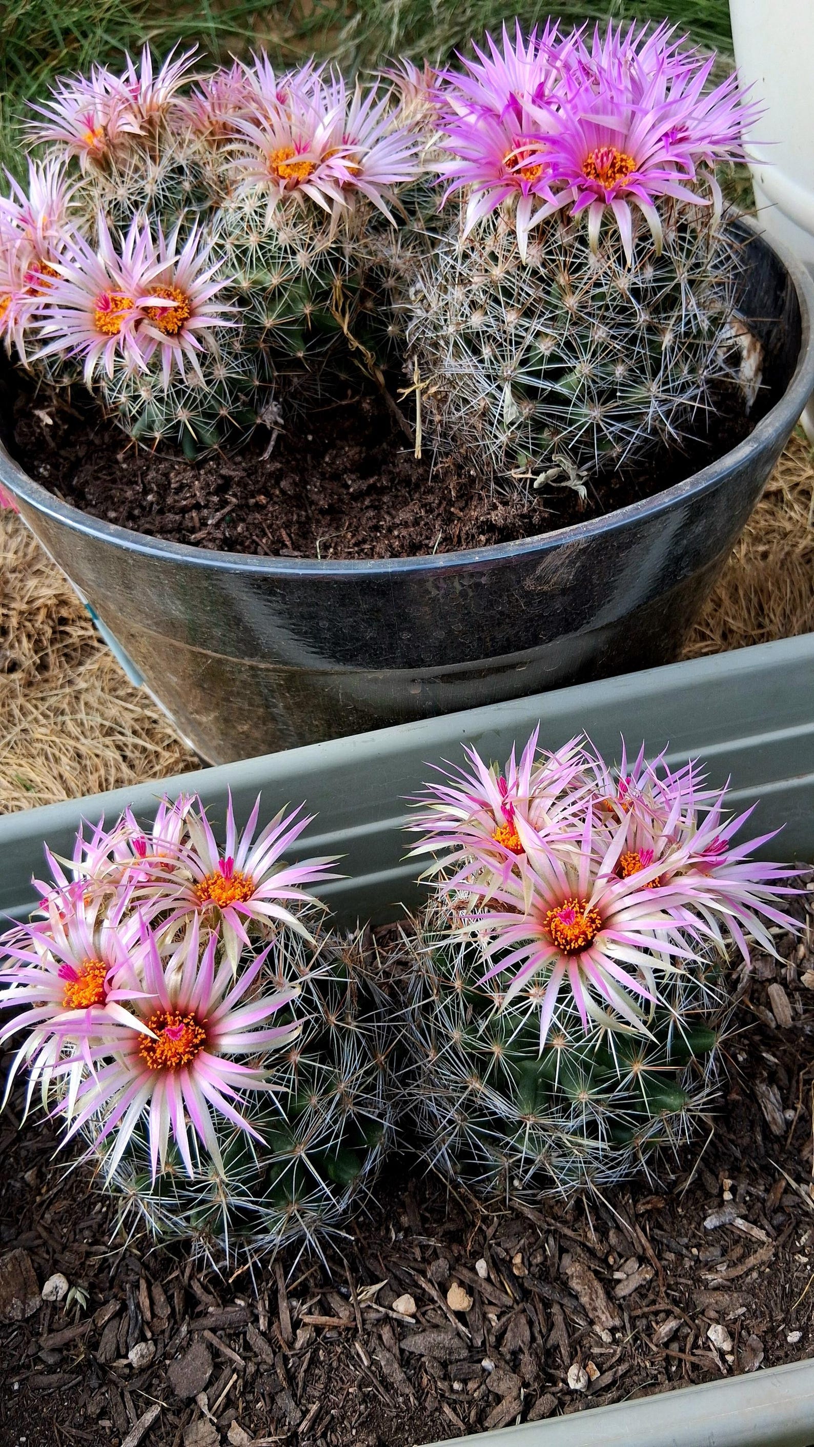 Spiny Star Cactus - Etsy