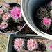 Spiny Star Cactus - Etsy