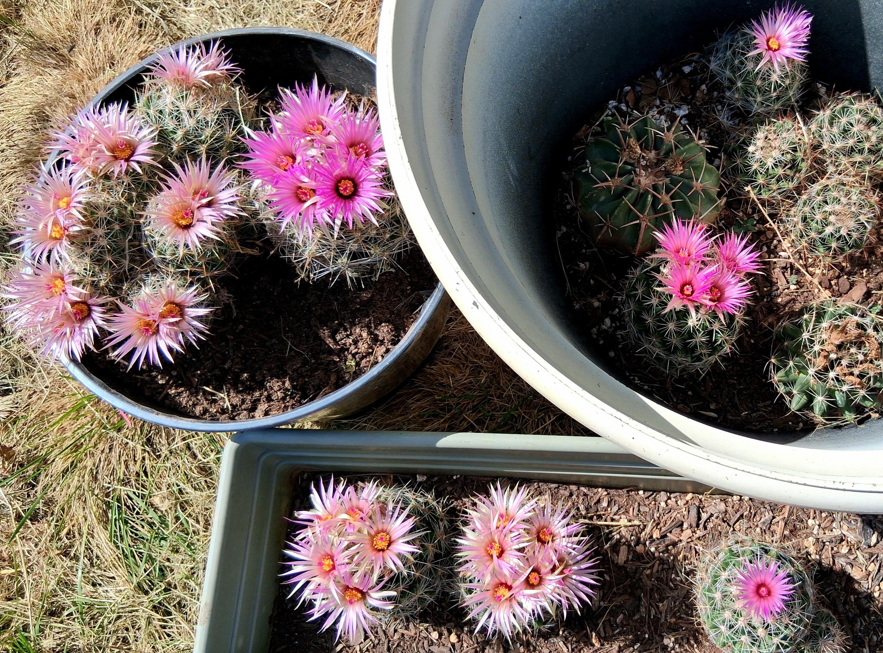 Spiny Star Cactus - Etsy