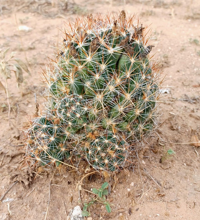 Spiny Star Cactus - Etsy