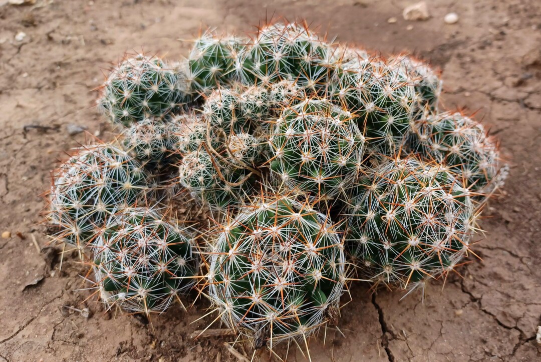 Spiny Star Cactus - Etsy